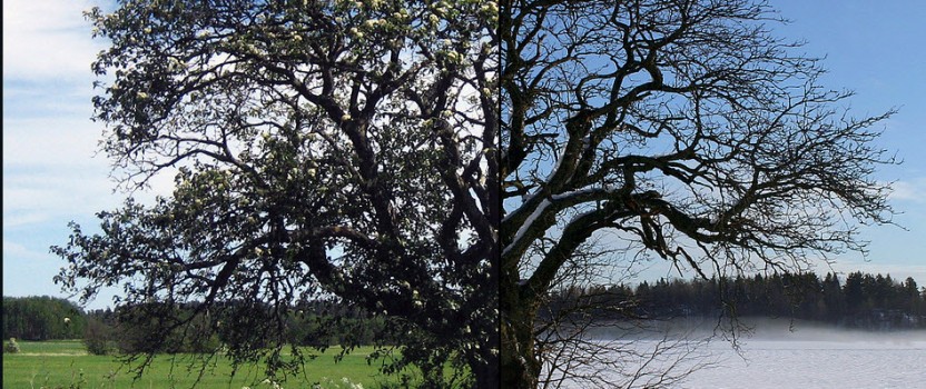 What Is A Deciduous Tree? | The Tree Center™