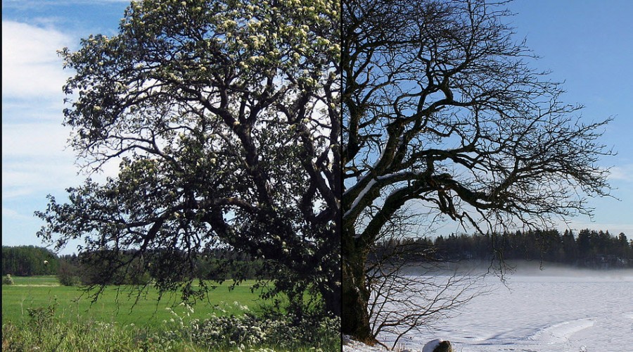 The Tree Center Blog | The Tree Center™