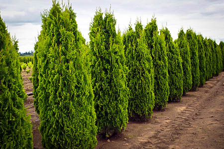 DeGroots Spire Arborvitae | The Tree Center™