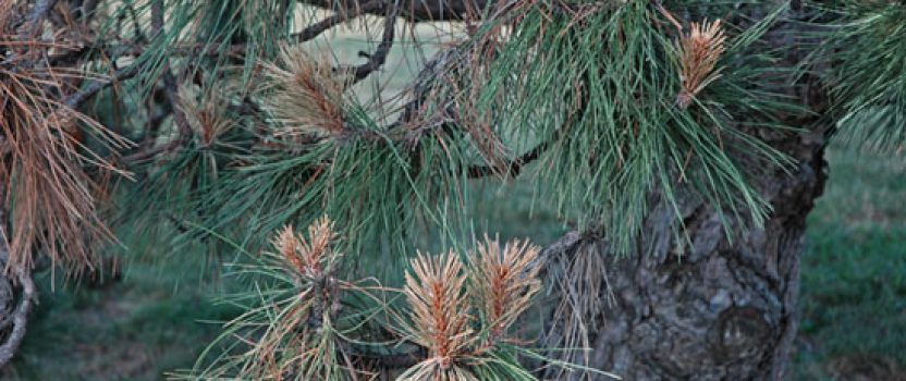 Diseases of Pine Trees | The Tree Center™