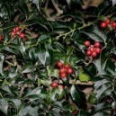 Dragon Lady Holly Trees For Sale Online | The Tree Center™