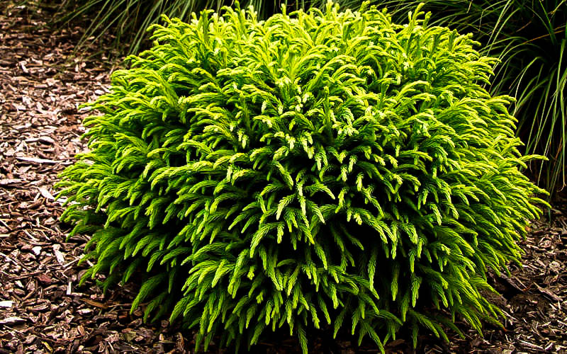 Japanese Dwarf Trees For Texas