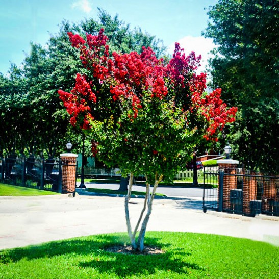 Dynamite Crape Myrtle For Sale Online | The Tree Center