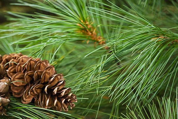 Eastern White Pine Trees For Sale | The Tree Center™