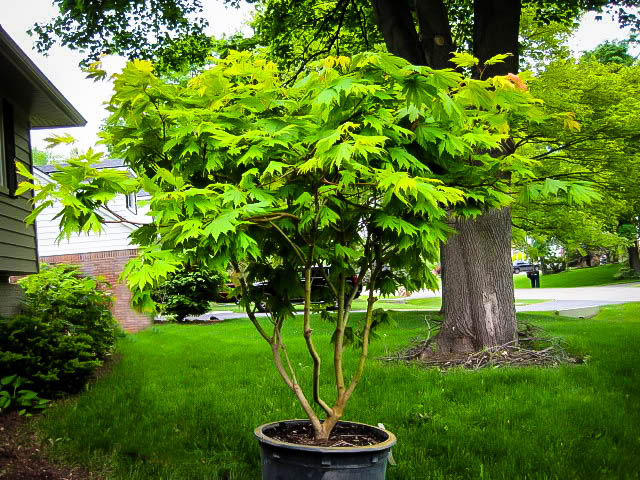 Ed Wood Full Moon Japanese Maple Trees For Sale | The Tree Center™