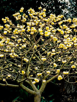 Buy Shrubs Online | The Tree Center™