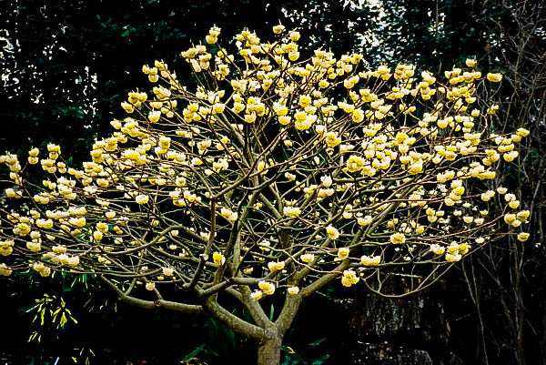Edgeworthia Paperbush For Sale Online | The Tree Center