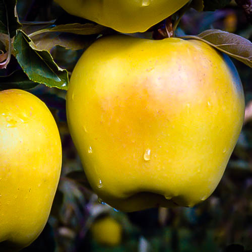 Buy Ein Shemer Apple Trees Online | The Tree Center™