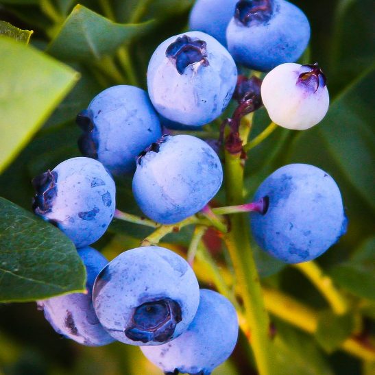 Buy Emerald Blueberry Bushes Online | The Tree Center™