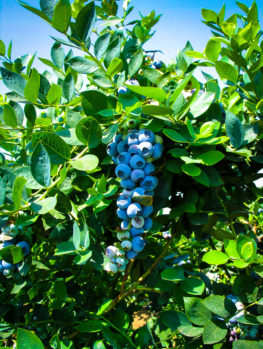 Buy Powder Blue Blueberry Bushes Online | The Tree Center™