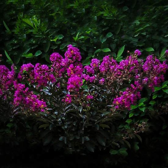 Enduring Summer Lavender Crape Myrtle For Sale Online | The Tree Center