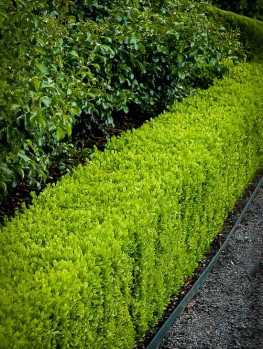 American Boxwood For Sale | The Tree Center™