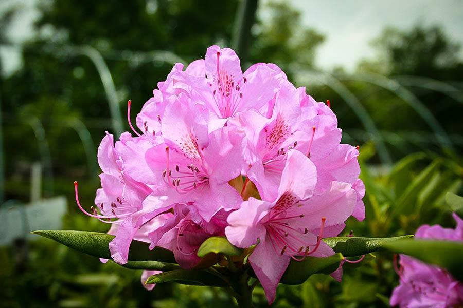 Pink Rhododendron 'English Roseum' For Sale | The Tree Center™