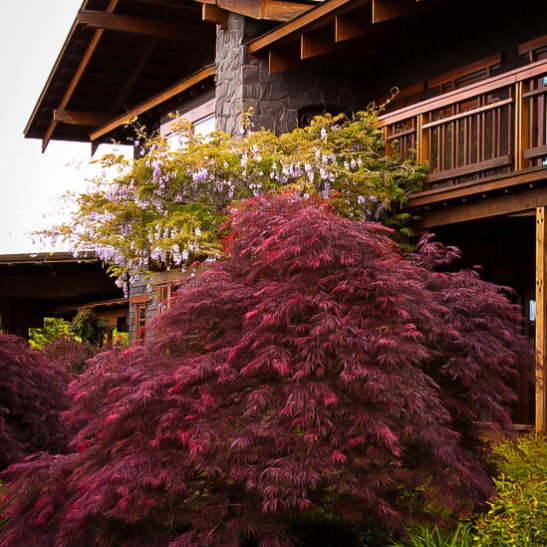 Ever Red Japanese Maple For Sale Online | The Tree Center