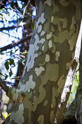 EXCLAMATION!™ London Planetrees For Sale | The Tree Center™