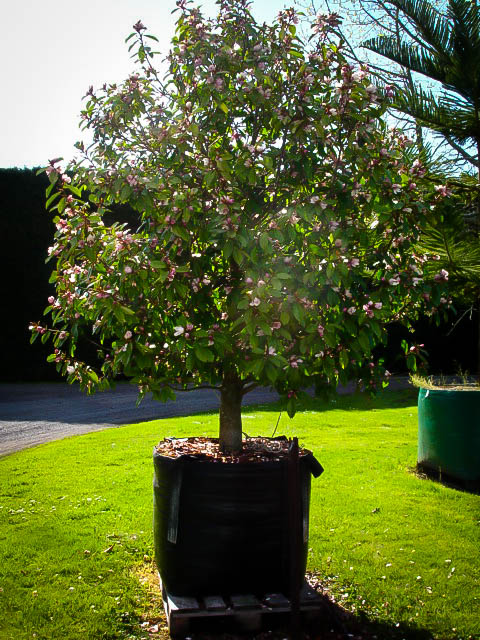 Fairy Blush Magnolia | The Tree Center