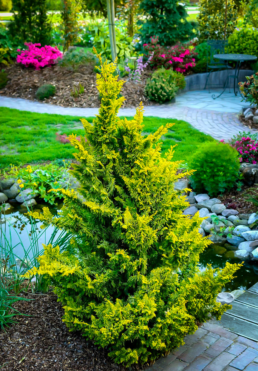 Fernspray Gold Hinoki Cypress Trees For Sale The Tree Center 