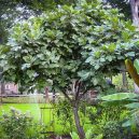 Celeste Fig Trees For Sale | The Tree Center™