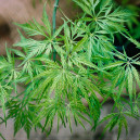 Filigree Japanese Maple For Sale Online | The Tree Center