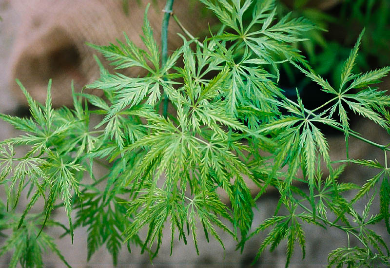 Filigree Japanese Maple For Sale Online | The Tree Center