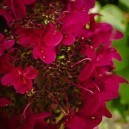 Fire and Ice Hydrangea For Sale Online | The Tree Center