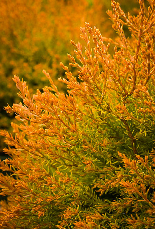 Fire Chief Arborvitae Trees For Sale Online | The Tree Center™