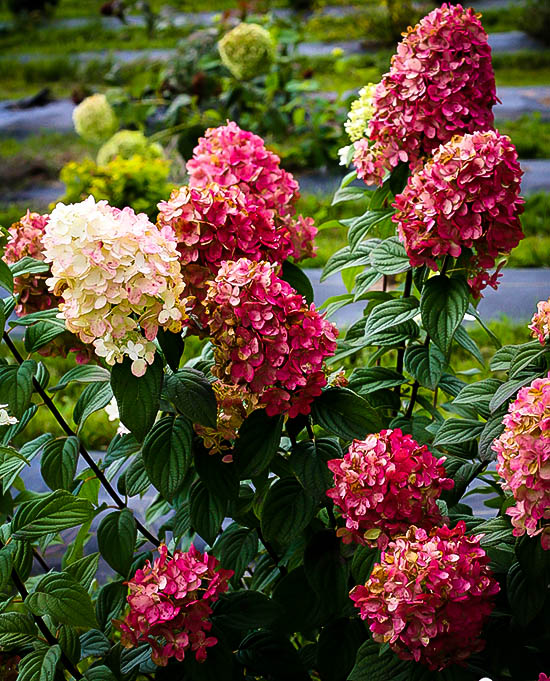 Firelight® Hydrangeas For Sale Online | The Tree Center™
