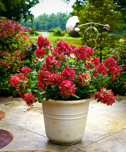 Firelight® Hydrangeas For Sale Online | The Tree Center™
