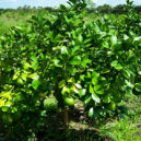 Rio Red Grapefruit Trees For Sale Online | The Tree Center™