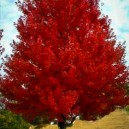 Flame Amur Maple For Sale Online | The Tree Center
