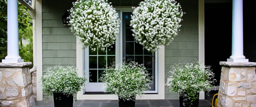 Flowering Bushes for Planter Boxes | The Tree Center™