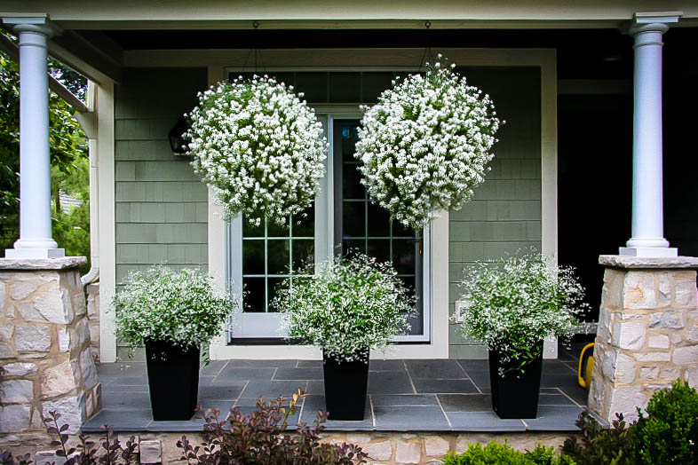 Flowering Bushes for Planter Boxes | The Tree Center™