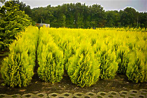 Forever Goldy Arborvitae Trees For Sale | The Tree Center™