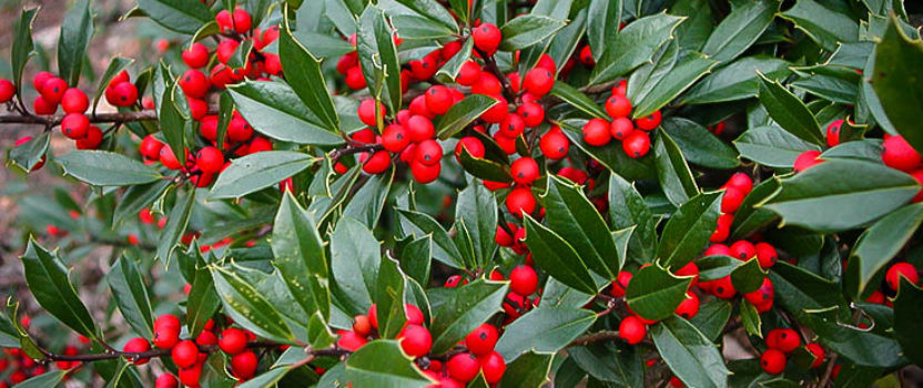 Get to Know the Hollies | The Tree Center™