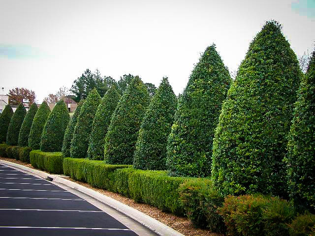 Foster Holly Trees For Sale Online | The Tree Center™