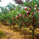 Fuji Apple Trees For Sale | The Tree Center™