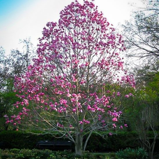 Galaxy Magnolia Trees For Sale | The Tree Center™