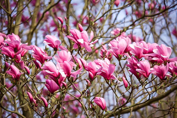 Galaxy Magnolia Trees For Sale | The Tree Center™