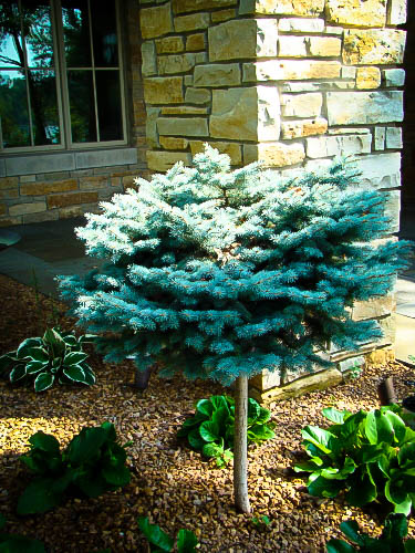Globe Blue Spruce Tree For Sale Online | The Tree Center™
