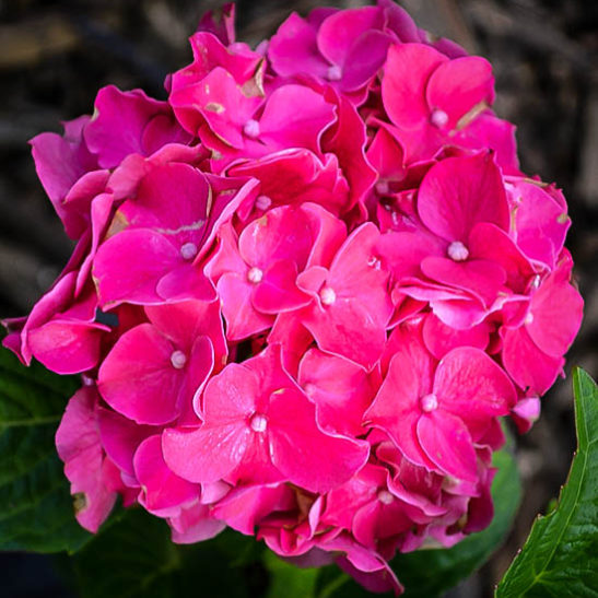 Glowing Embers Hydrangeas For Sale Online | The Tree Center™