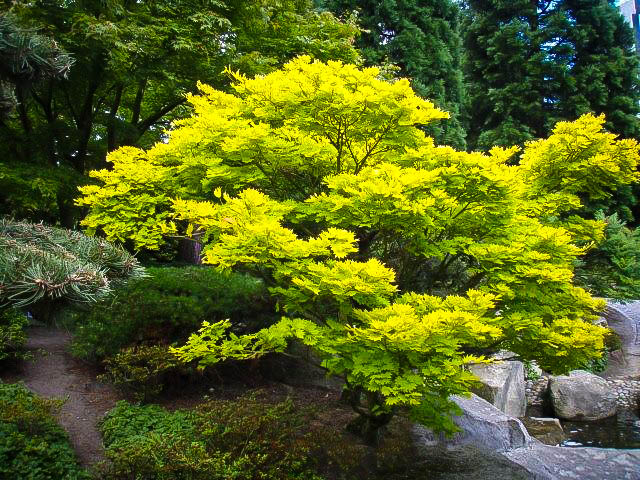 Golden Full Moon Japanese Maple Trees For Sale | The Tree Center™