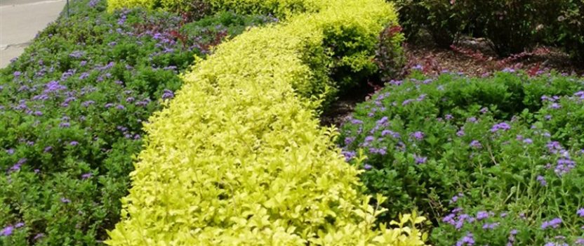 Colorful Hedges for Any Garden | The Tree Center™