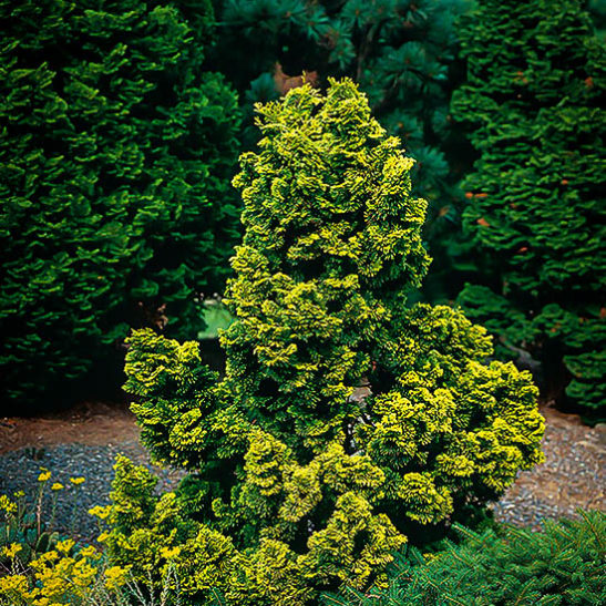 Golden Hinoki Cypress Trees For Sale | The Tree Center™