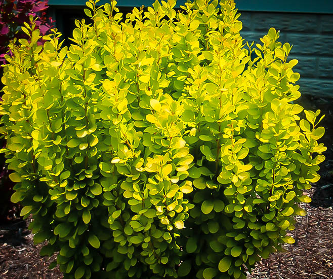 Golden Rocket Barberry Shrubs For Sale | The Tree Center™