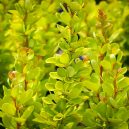 Golden Rocket Barberry Shrubs For Sale | The Tree Center™