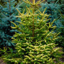 Golden Spanish Fir Trees For Sale | The Tree Center™