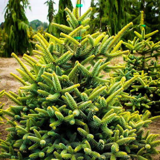 Golden Spanish Fir Trees For Sale | The Tree Center™