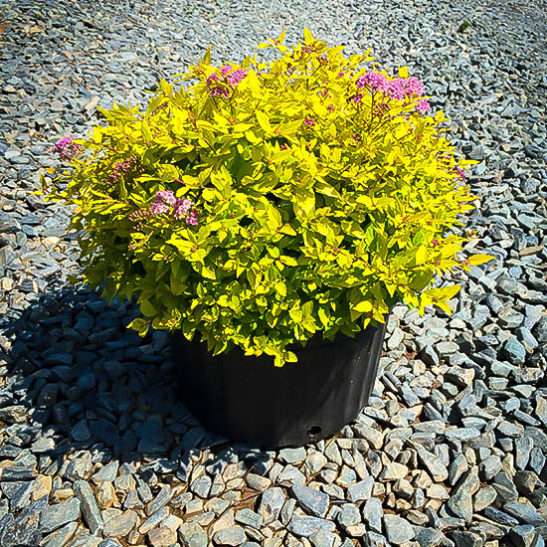 Gold Mound Spirea Shrubs For Sale Online | The Tree Center™