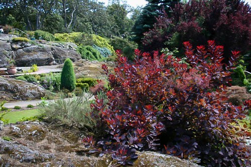 Purple Smoke Tree "Grace" | The Tree Center