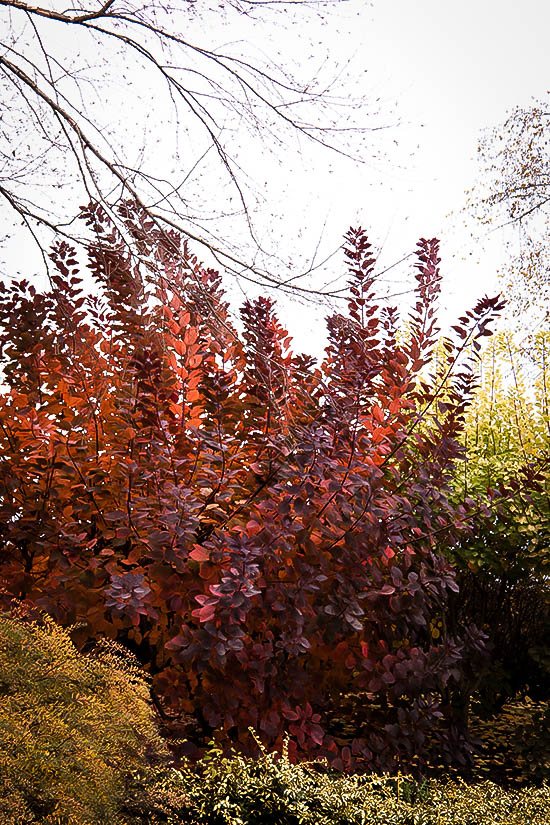 Purple Smoke Tree "Grace" | The Tree Center